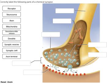 Answered Correctly Label The Following Parts Of A Chemical Synapse