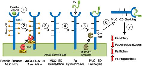 Pa Expressed Flagellin Provokes NEU1 Mediated MUC1 ED Desialylation To