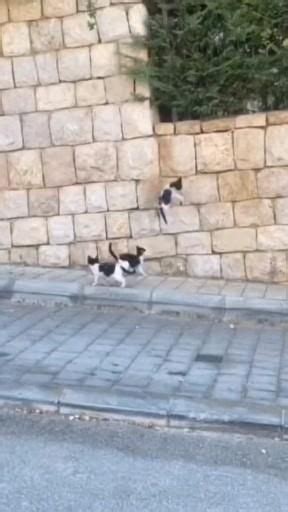 Pin De Jennie Tardin Em M A R A V I L H A A A A V Deo Ra As De Gatos Gatinhos Gatos