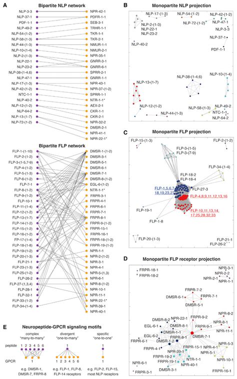 Specific And Combinatorial Interactions In The Peptidergic Network