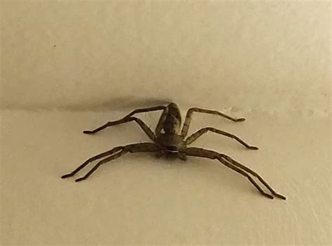 These Are The Biggest Spiders Ever Spotted In Each State