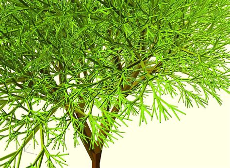 Truly Recursive And Random Tree Not Just Pseudo Recursive By Roman