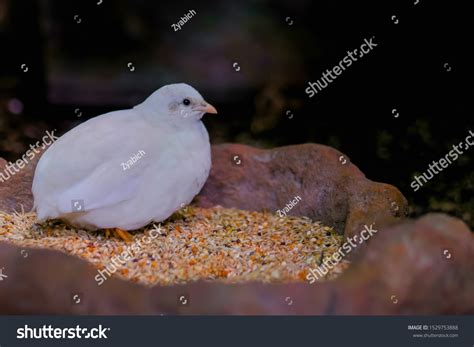 Fattest Bird