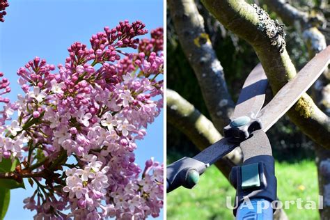 Які дерева не можна обрізати весною чому не можна обрізати бузок навесні