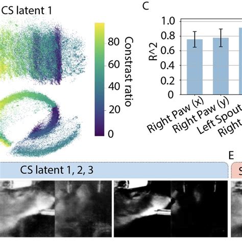 A Simulated Dataset Behavioral Videos From One Mouse With