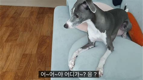 무서워서 도망가는 축구공 얼음 땡 놀이 Youtube