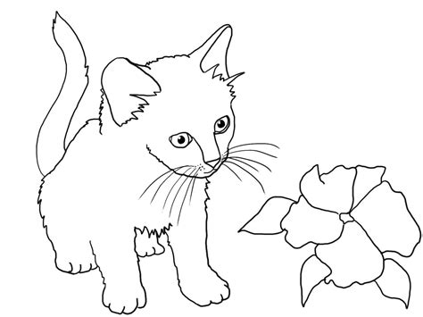 Раскраски Котиков Лучшая Фото Подборка