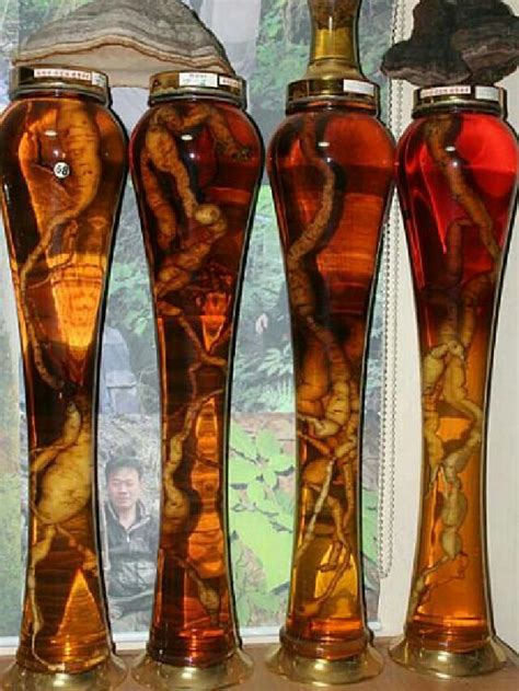 야생 백하수오 Band