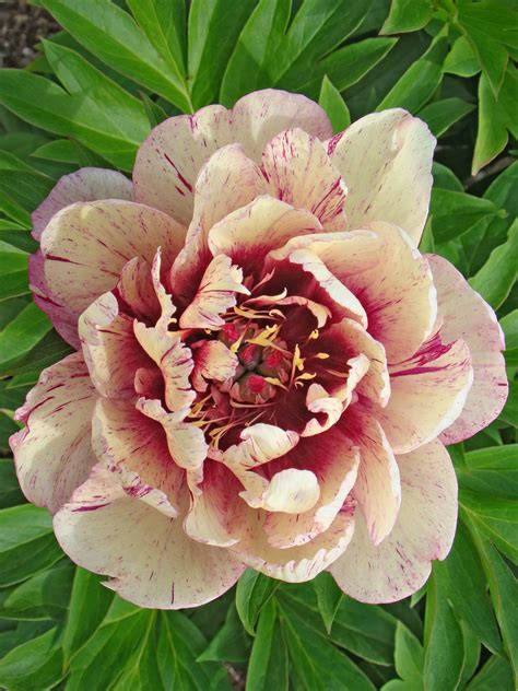 Peony Roots All That Jazz Dutchgrown™