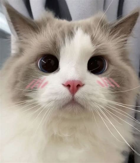 Blushing Cat With Pink Markings On Its Face