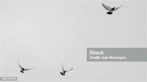 그룹으로 하늘에서 비행 비둘기의 흑백 보기 회색 하늘에서 날아다니는 비둘기 무리 선택적 초점 0명에 대한 스톡 사진 및 기타 이미지 Istock