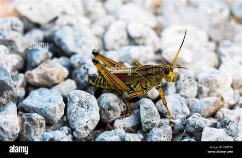 Florida Orange Giant Slow Moving Grasshopper Eastern Lubber Stock