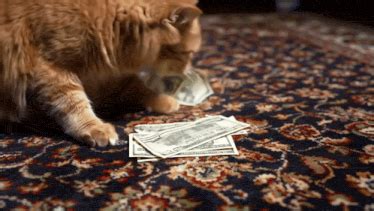Cat Money  Cat Money Meme Discover And Share S