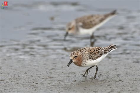 Alder S Bird Watching Notes Red Necked Stint Dayuan