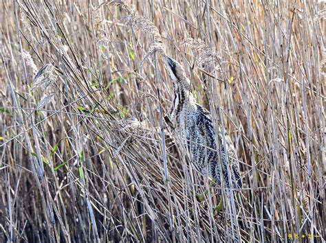 なんと10年ぶりの珍鳥でした サンカノゴイ えむおーの鳥日記