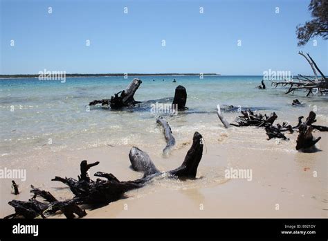 Tree Fossils Hi Res Stock Photography And Images Alamy