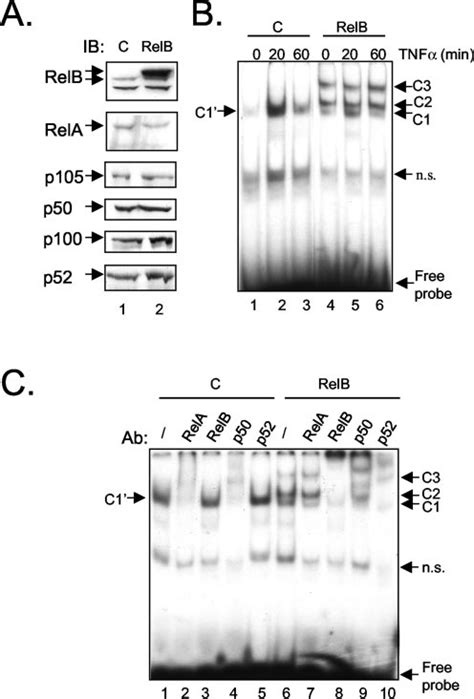 Relb Overexpression Reduces The Inducible Activity Of Rela In