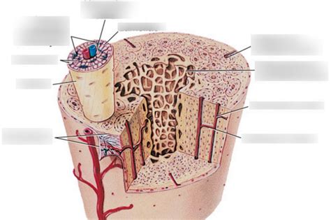 Bone Architecture Diagram Quizlet