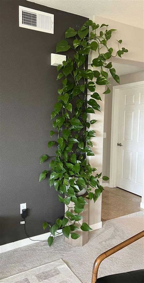 23 Beautiful Climbing Pothos Ideas For Inspiration Balcony Garden Web