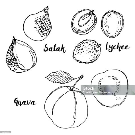 サラクライチグアバ白い背景に線で描かれた果物タイの果物食品スケッチ線 みずみずしいのベクターアート素材や画像を多数ご用意 みずみずしい