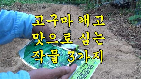 고구마 캐고 심어도 되는 작물 3가지 Youtube