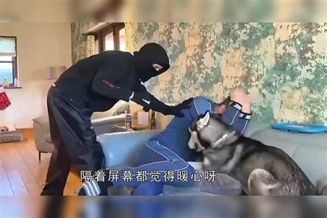 美女装晕狗狗不理会，四目相对时太尴尬，狗子：我就知道你是装的