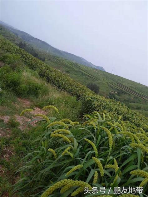 在那遙遠的小村莊小呀小村莊小橋流水人家這才是農村真實生活狀態 每日頭條