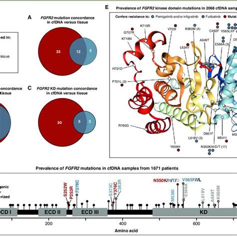Intra Patient Concordance Of Fibroblast Growth Factor Receptor 2