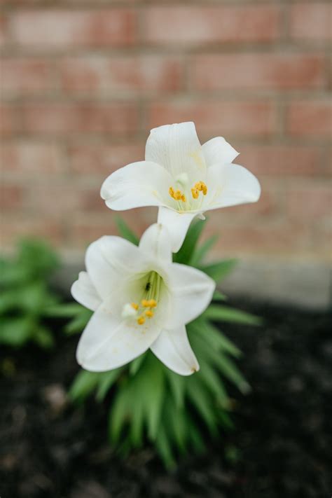 검은 화분 위에 앉아 있는 두 개의 흰색 꽃 사진 Unsplash의 무료 백합 이미지