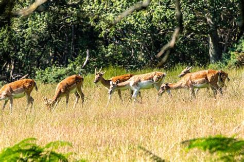 Premium Photo A Herd Of Deer In A Field
