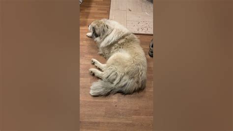 Fun With “yokia “ Youtube