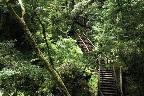拉拉山國家森林遊樂區 桃園市 交通部觀光署