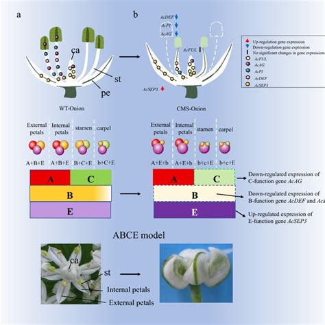 Expression Position Of Five Flower Development Related Genes And Model