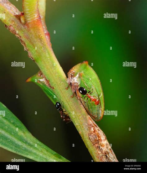 Acacia Horned Treehopper Sextius Virescens Being Tended By Ants Lane Cove New South Wales