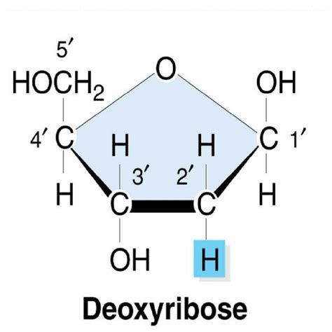 D Ribose Powder At ₹ 1200kg D Ribose Powder In New Delhi Id