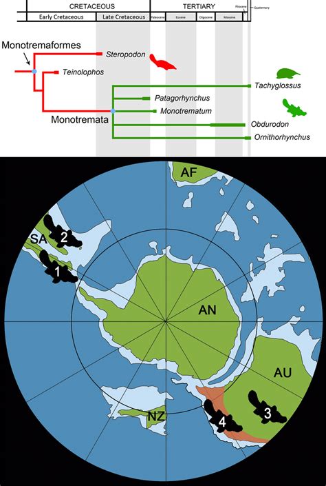 Simplified Calibrated Cladogram Showing The Phylogenetic Affinities Of