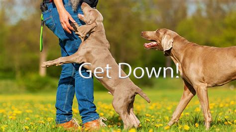 Why Does My Dog Jump On Me Animal Medical New City