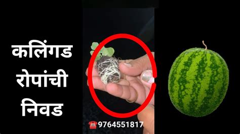 कलिंगड लागवड करतानारोपांची निवड Youtube