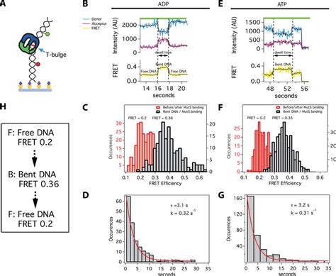 Smfret Of Muts Induced Dna Bending Shows A Single Bent State For All Download Scientific