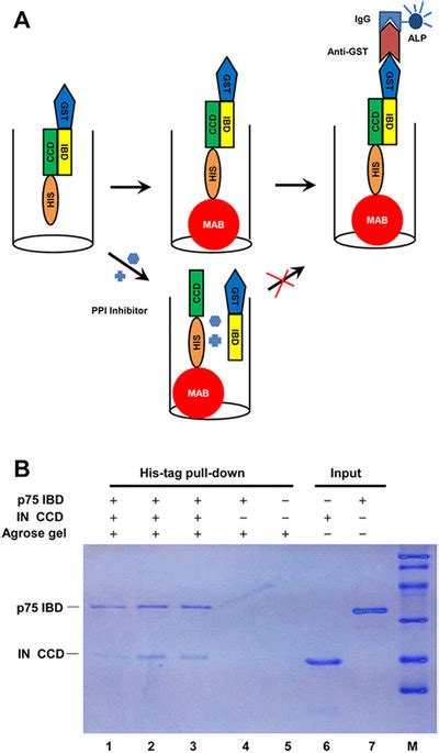 The Schemes Of The Established Assay For In Ccd Ledgf P Ibd