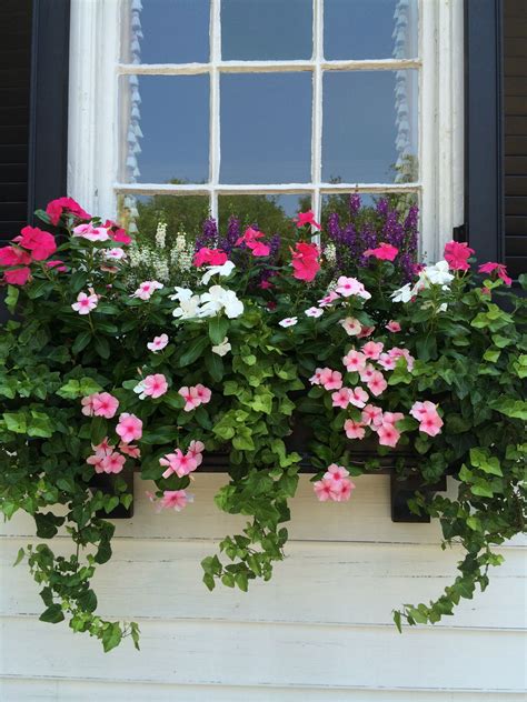24 Best Flowers For Window Boxes What To Plant In A Window Box Artofit