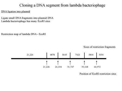Cloning A Dna Segment From Lambda Bacteriophage Ppt Download