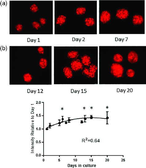 Alkaline Phosphatase Ap Activity Indicative Of Osteogenic