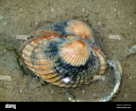 Common Cockle Common European Cockle Edible Cockle Cardium Edule