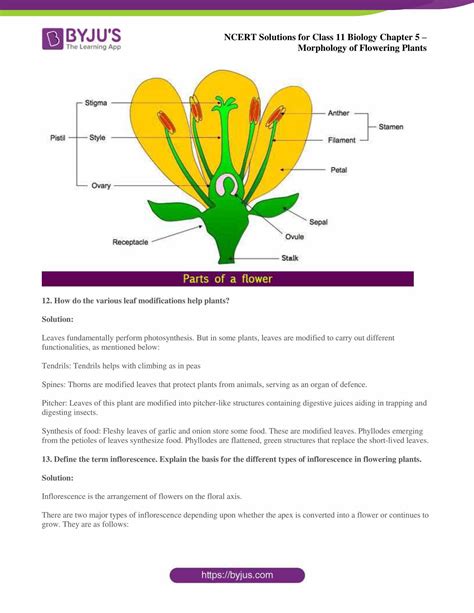 Ncert Solutions Class 11 Chapter 5 Morphology Of Flowering Plants