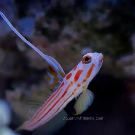 Yasha Gobynhập Indo