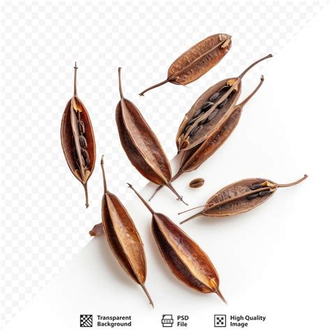 Premium Psd Andrographis Paniculata Seeds On White Isolated Background