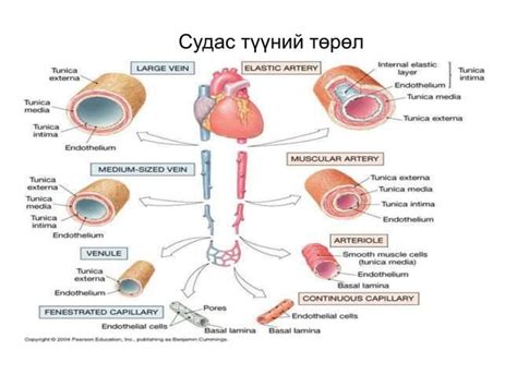 цусны эргэлтийн тогтолцооны физиологи Ppt