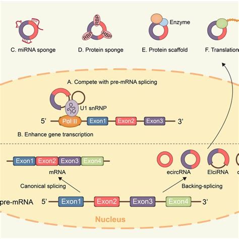 Biogenesis And Functions Of Circular Rnas Circrnas The Biogenesis Of