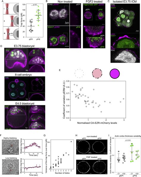 Cell Surface Fluctuations Regulate Early Embryonic Lineage Sorting Cell